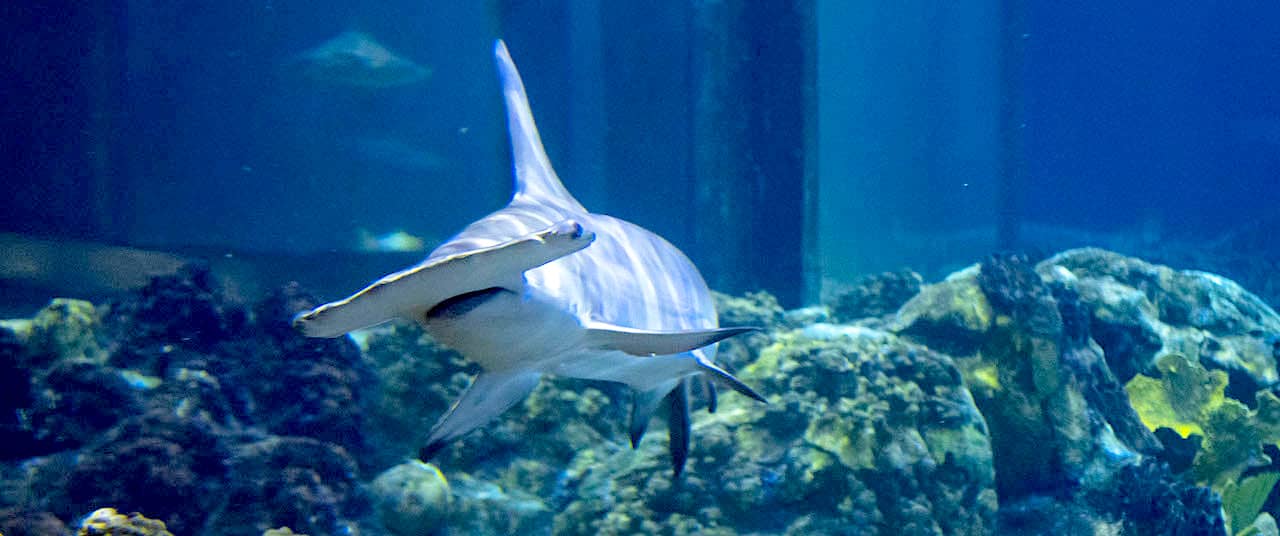 Shark 7 Days, Disneyland Jazz And Dole Whip Day | Theme-Park.org